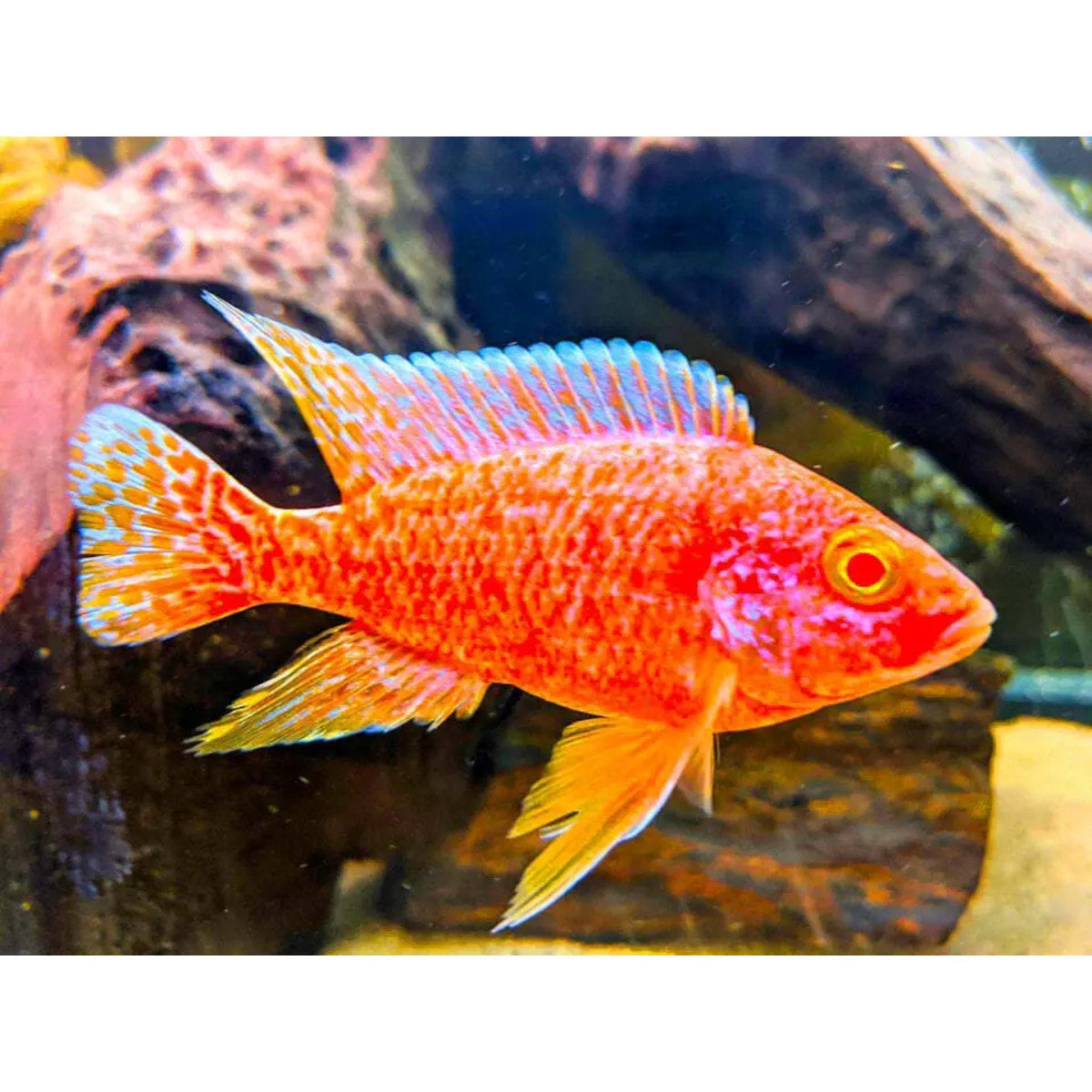 Strawberry Peacock Cichlid Aulonocara sp. pre order 7 10 working days Fish Mania Aquatics FINatical About Fish