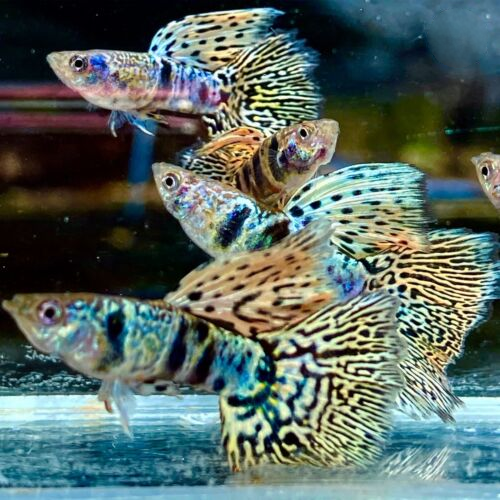 Yellow Swordtail Guppies